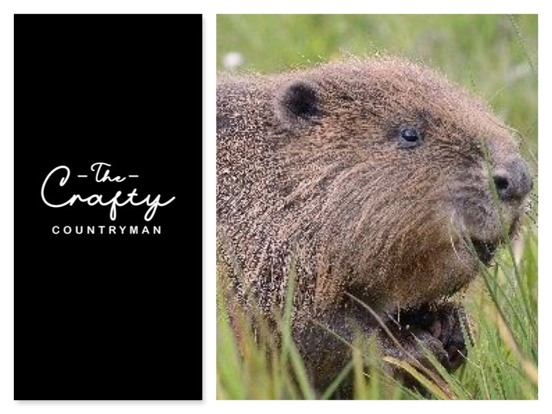 GETTING TO KNOW – The Bald Builders